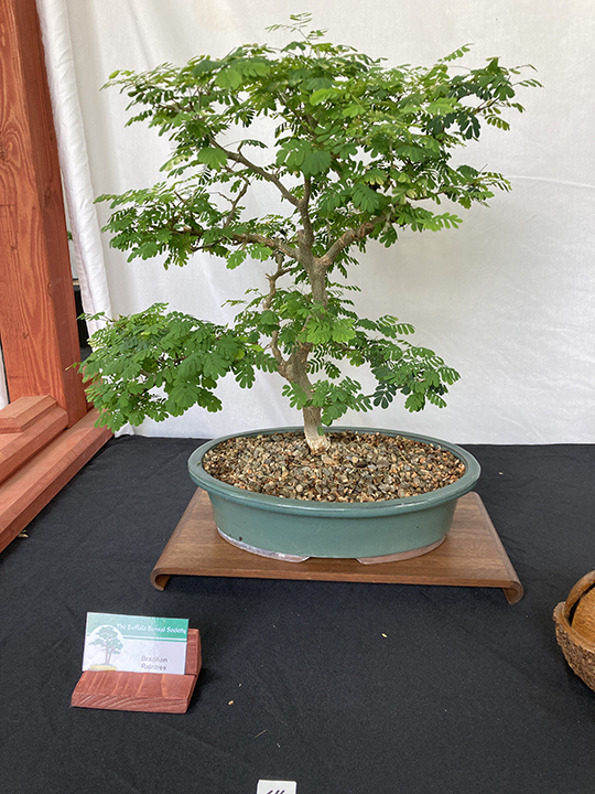 2023 Bonsai Show Trees on Display.