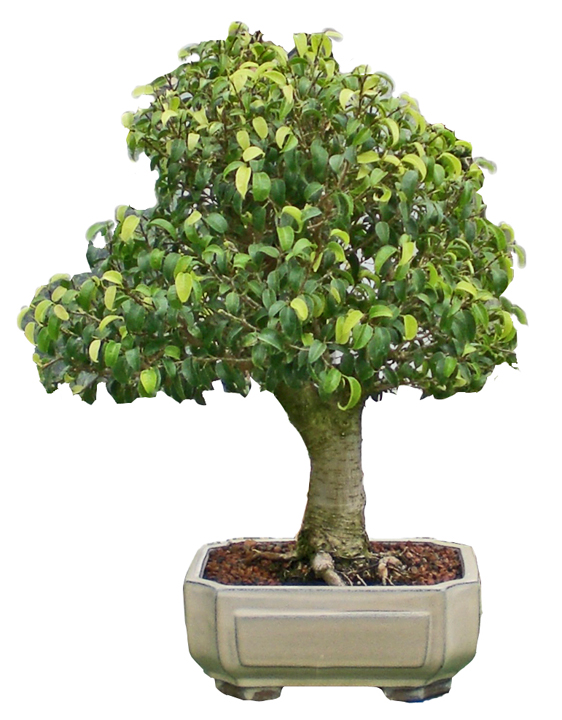 Tropical Bonsai Tasks in November